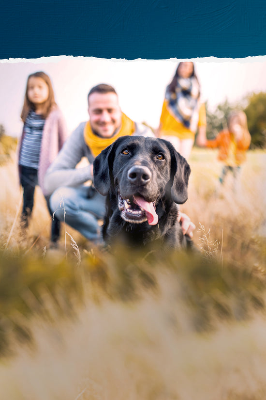 Caledon Farms All Natural Dog and Cat Treats – Caledon Farms Canada